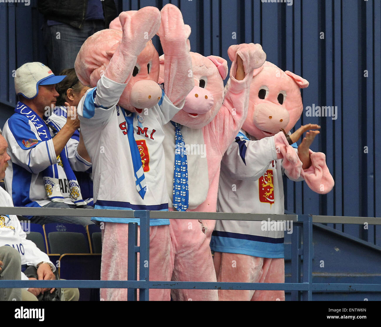 Ostrava, Czech Republic. 11th May, 2015. Finnish fans in pig costumes ...