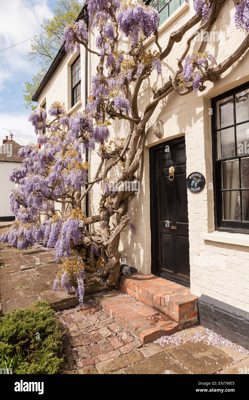 White wash painted brick wisteria cottage with old mature purple mauve ...