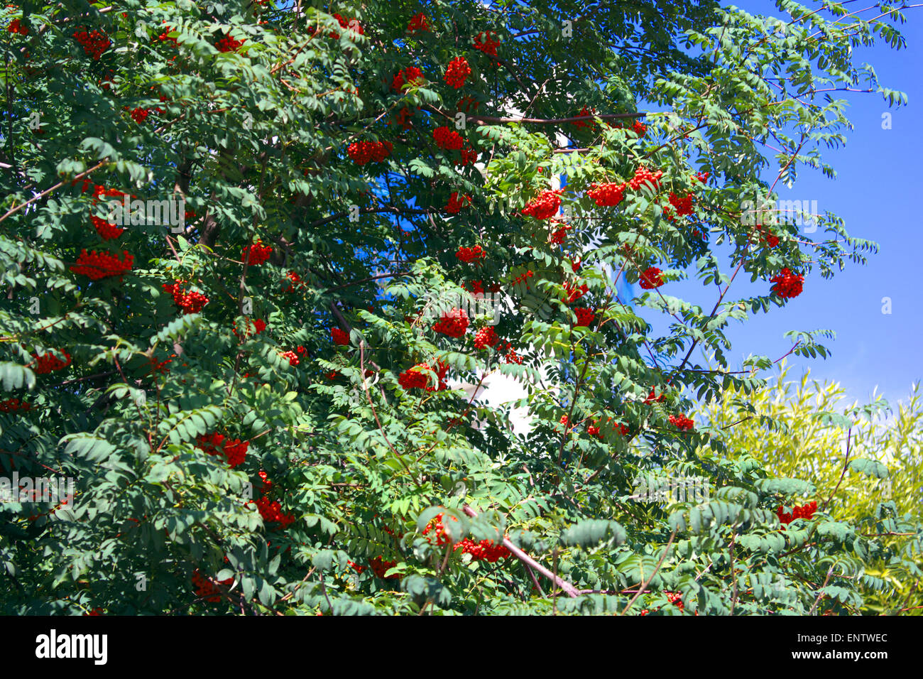 ashberry at dry sunny day Stock Photo - Alamy