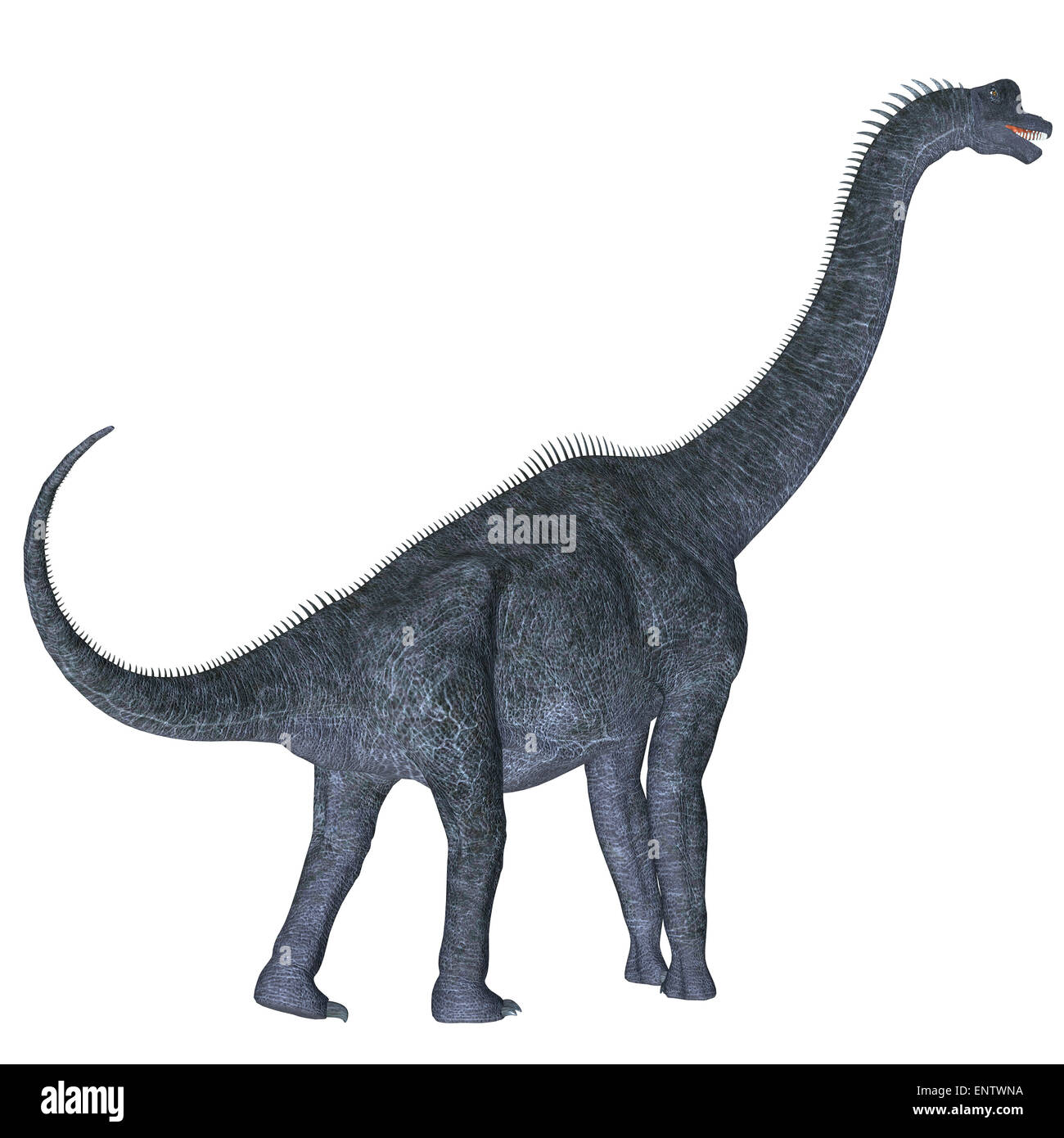 Brachiosaurus Sauropod