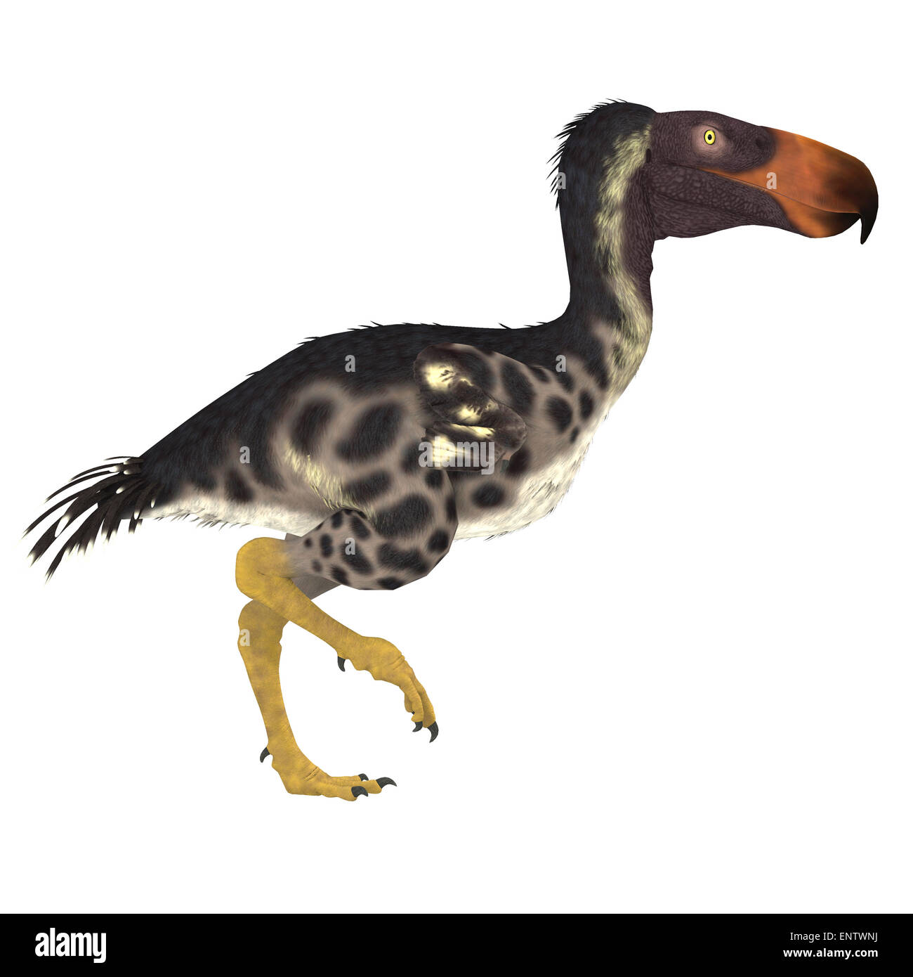 Terror birds hi-res stock photography and images - Alamy