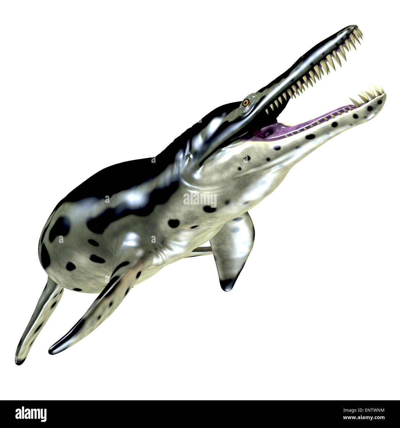 Kronosaurus pliosaur was a carnivorous marine reptile that lived in ...