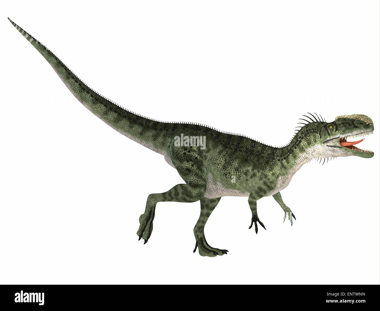 Monolophosaurus High Resolution Stock Photography and Images - Alamy