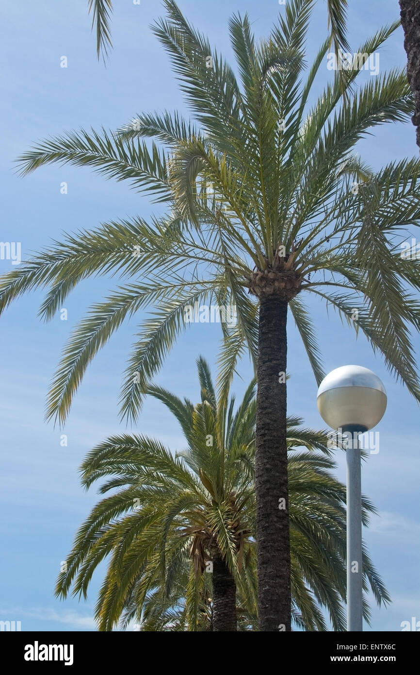 Palm trees and street light against blue spring sky, Palma de Mallorca ...