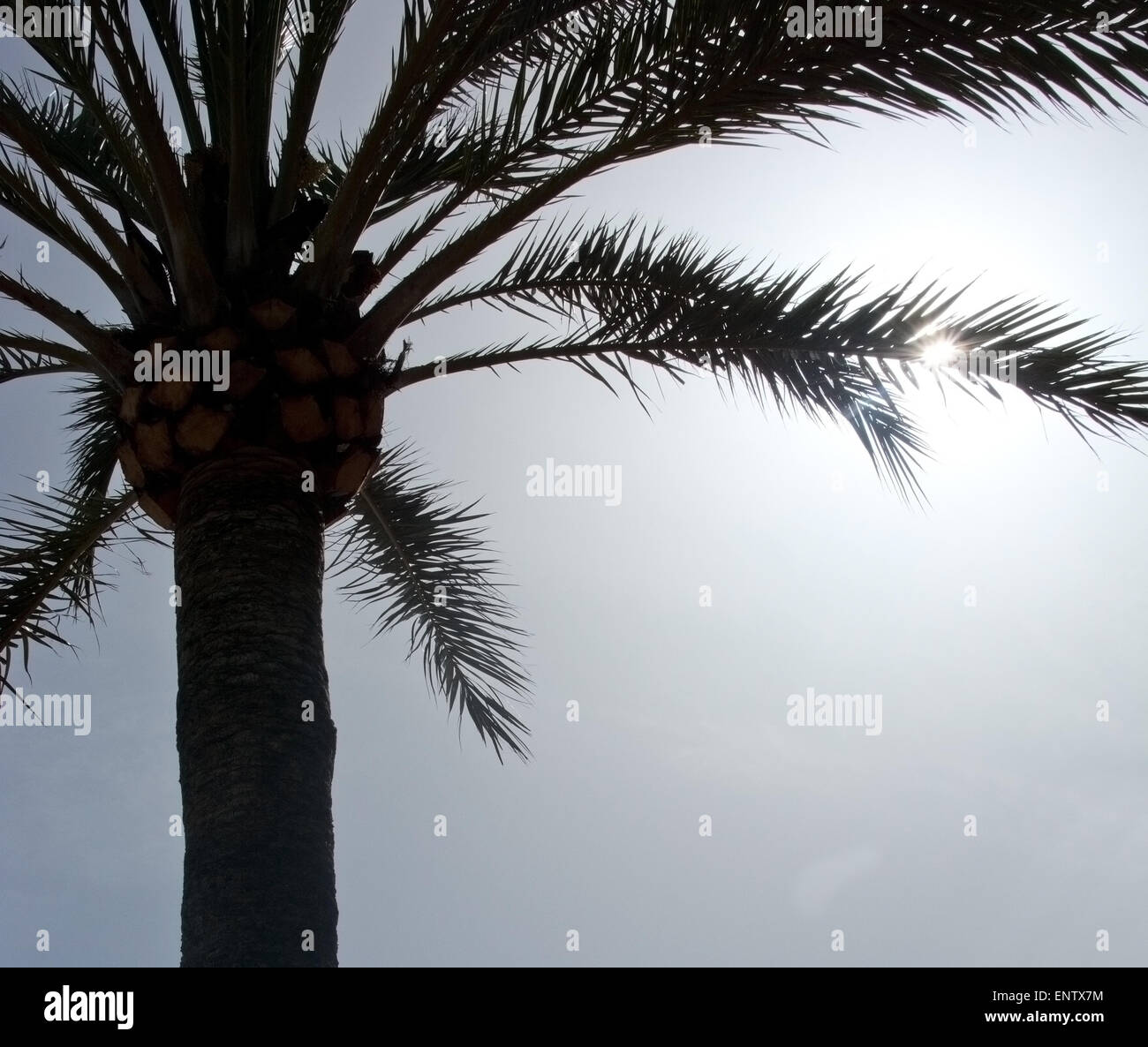 Sun sunshine palm tree hi-res stock photography and images - Alamy