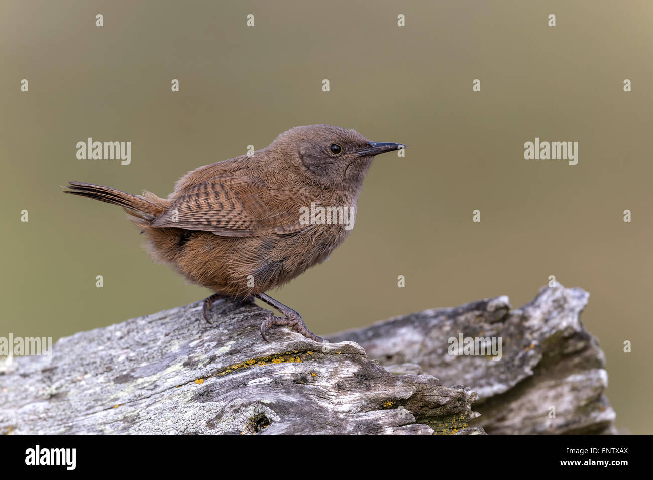 The rare and endemic Falkland Islands Cobb's Wren Stock Photo - Alamy