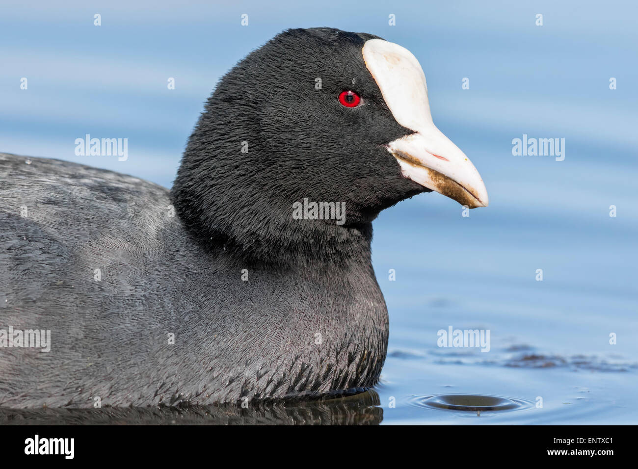 Coot Head High Resolution Stock Photography and Images - Alamy