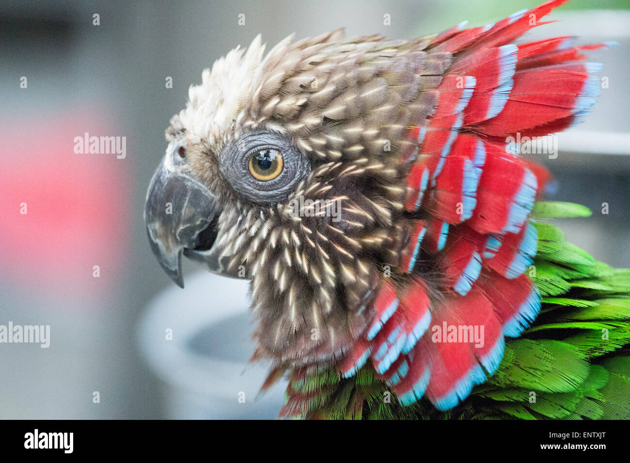 Parrot eyes hi-res stock photography and images - Alamy