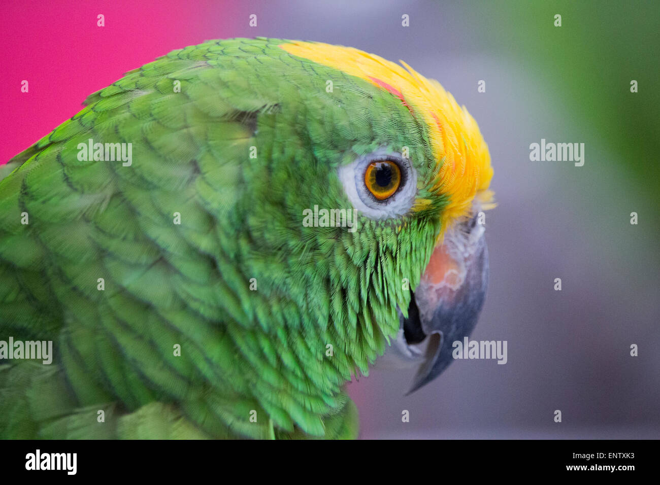 Parrot eyes hi-res stock photography and images - Alamy