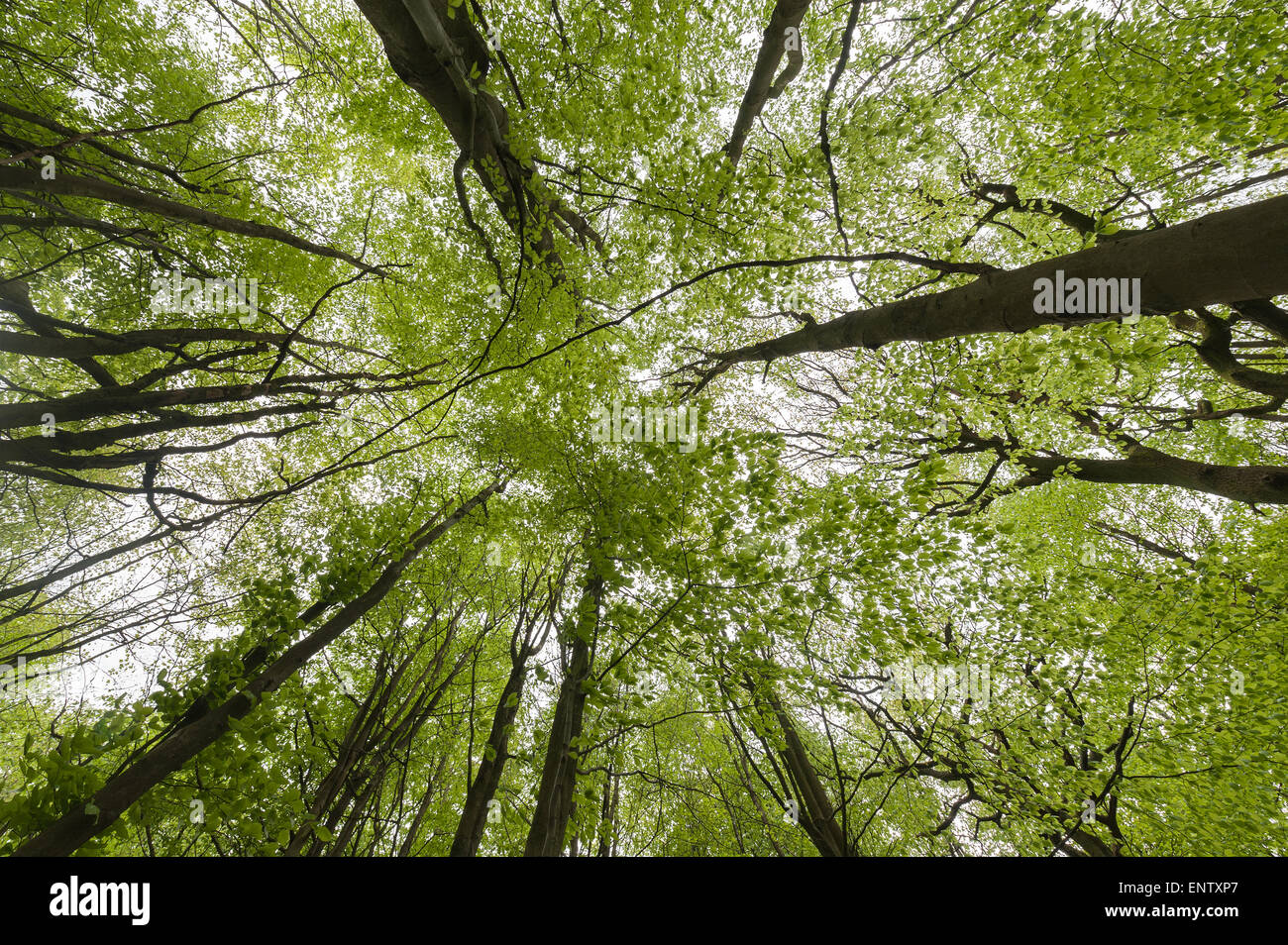 Thick well established tree canopy in protected ancient mature ...