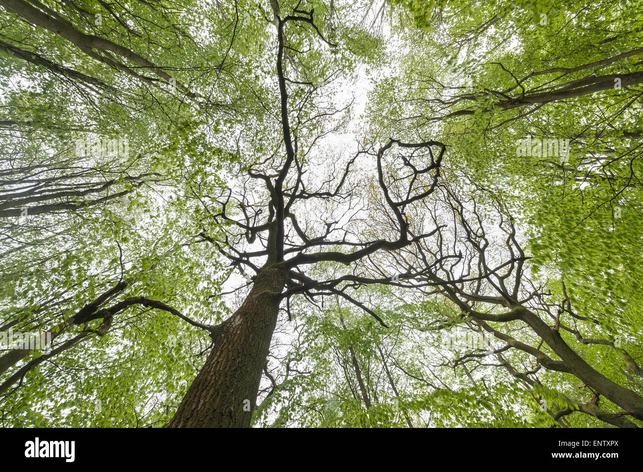 Thick well established tree canopy in protected ancient mature ...