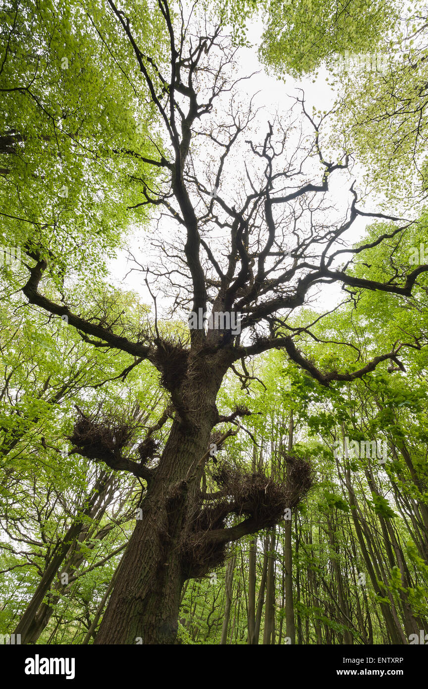 Thick well established tree canopy in protected ancient mature ...