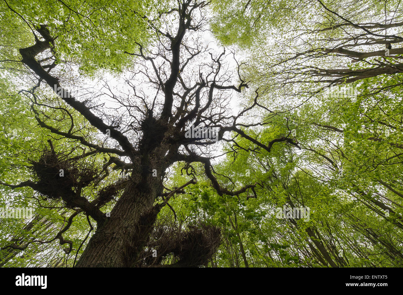 Thick well established tree canopy in protected ancient mature ...
