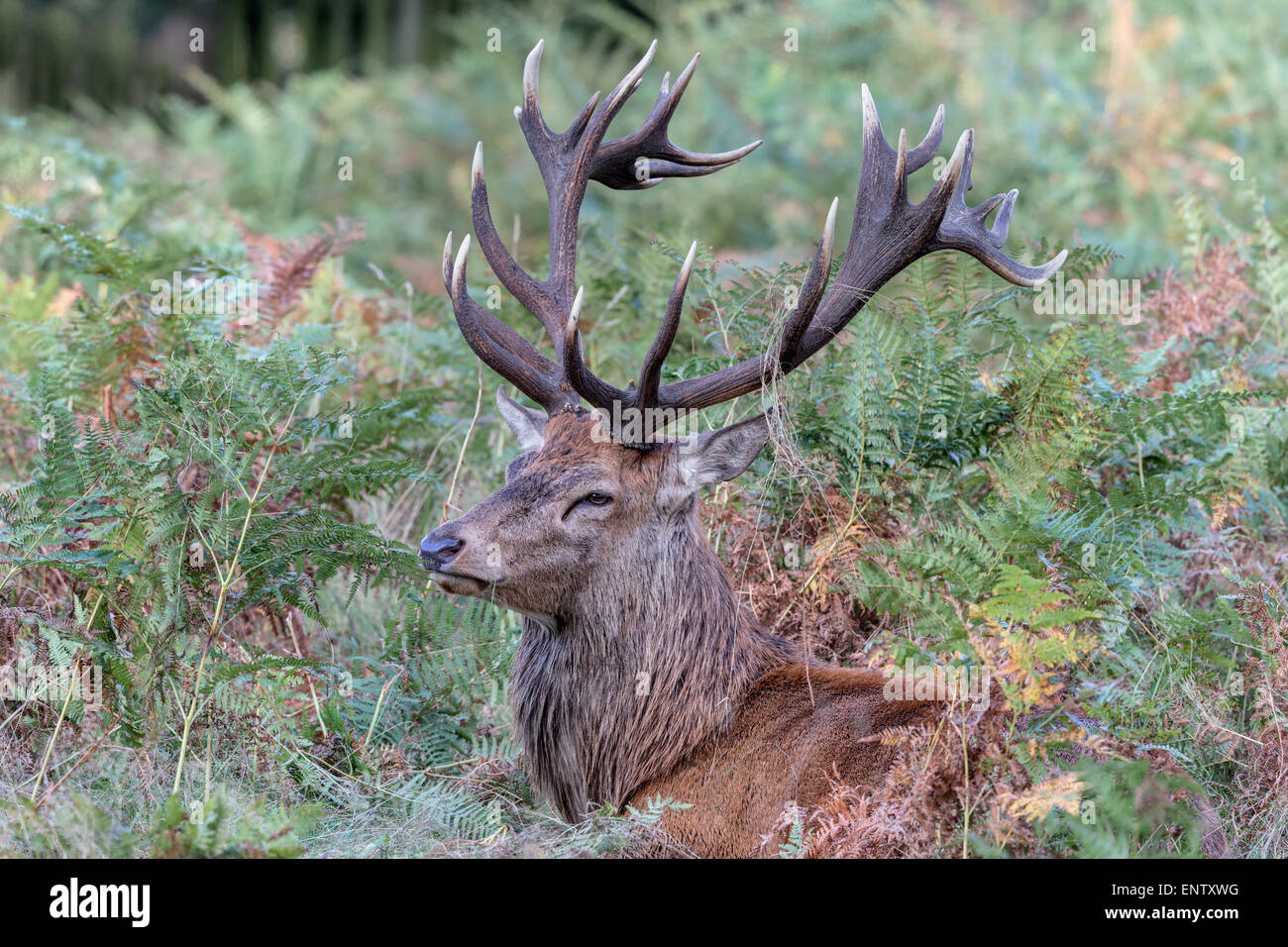 Red Deer stag during the annual rut Stock Photo - Alamy