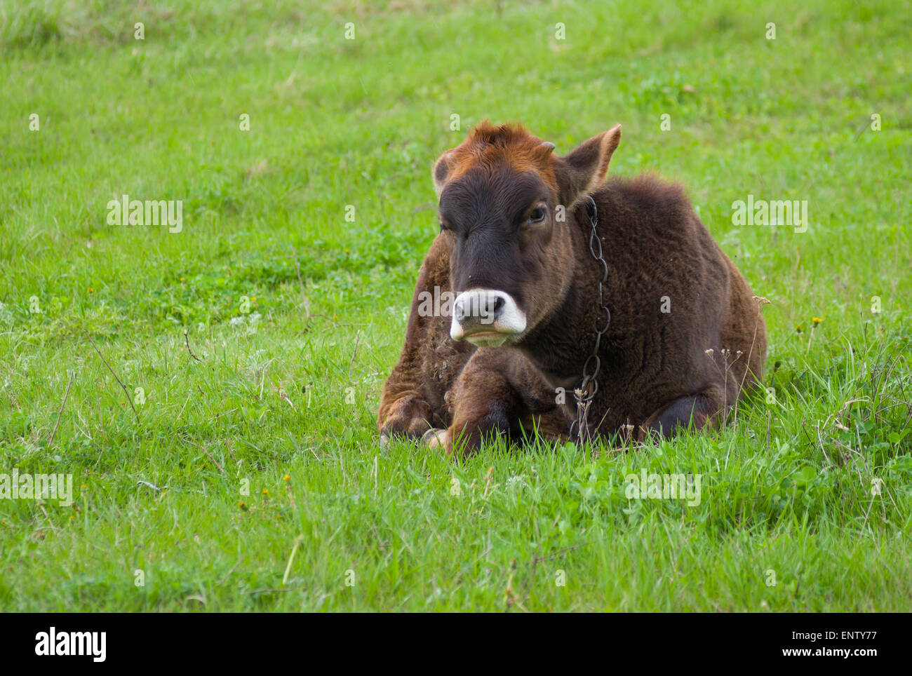 Bull and calf hi-res stock photography and images - Alamy