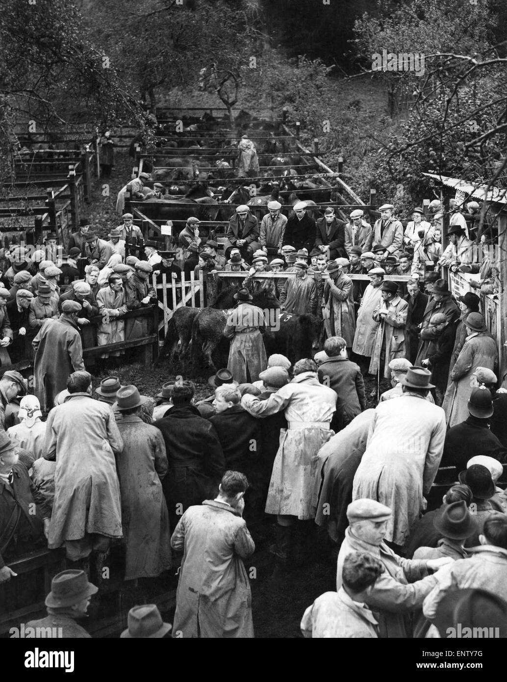 Hundreds of wild ponies driven from Exmoor are sold at Bampton, Devon ...