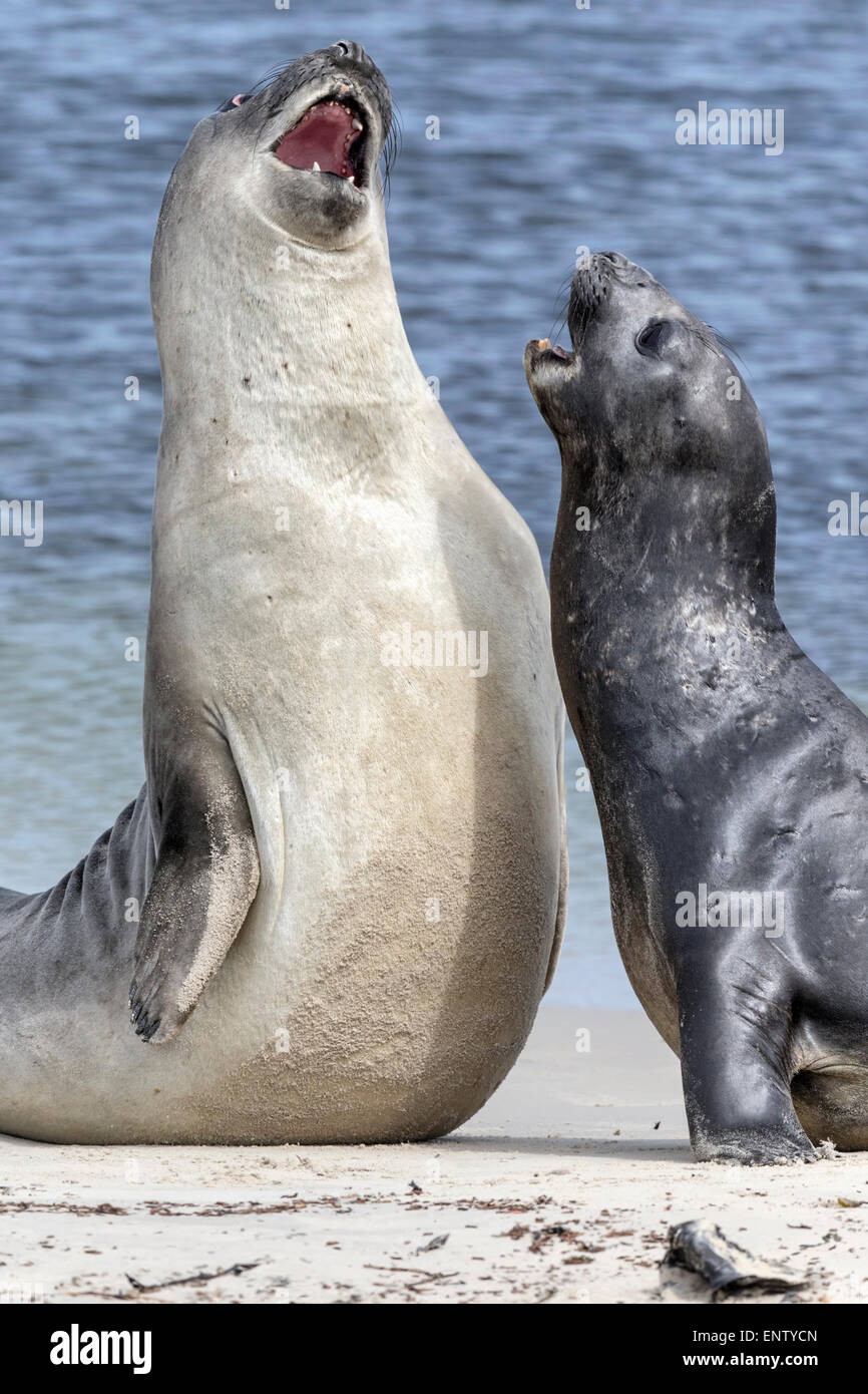Southern Elephant Seals fighting Stock Photo - Alamy