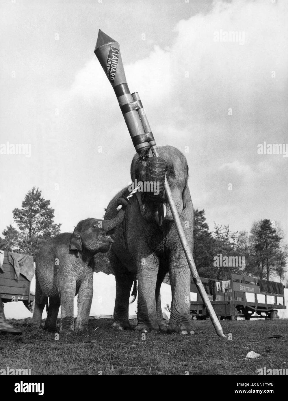 1960s circus elephant hi-res stock photography and images - Alamy