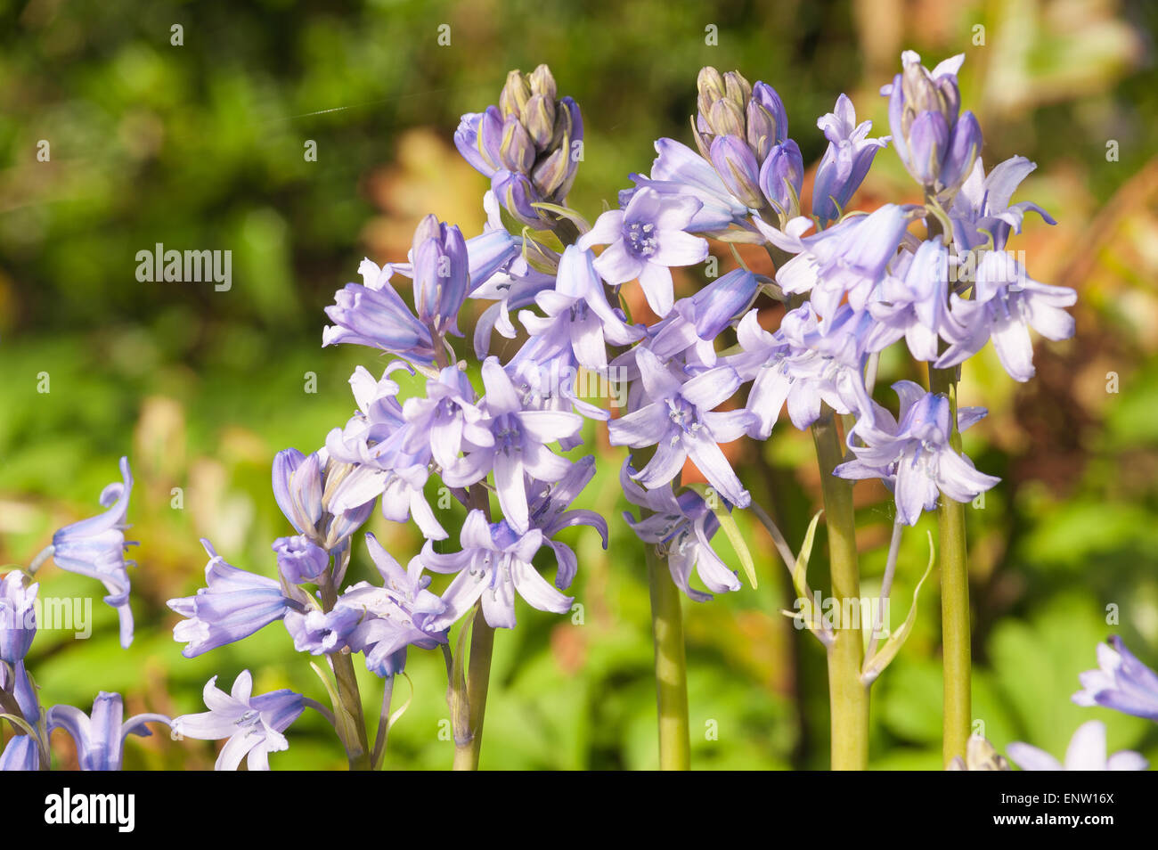 Invading foreign species Spanish Bluebell slowly displacing British ...