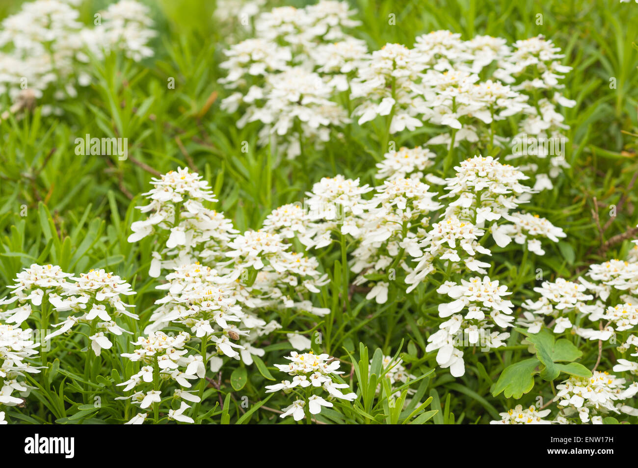 Evergreen candy tuft hi-res stock photography and images - Alamy