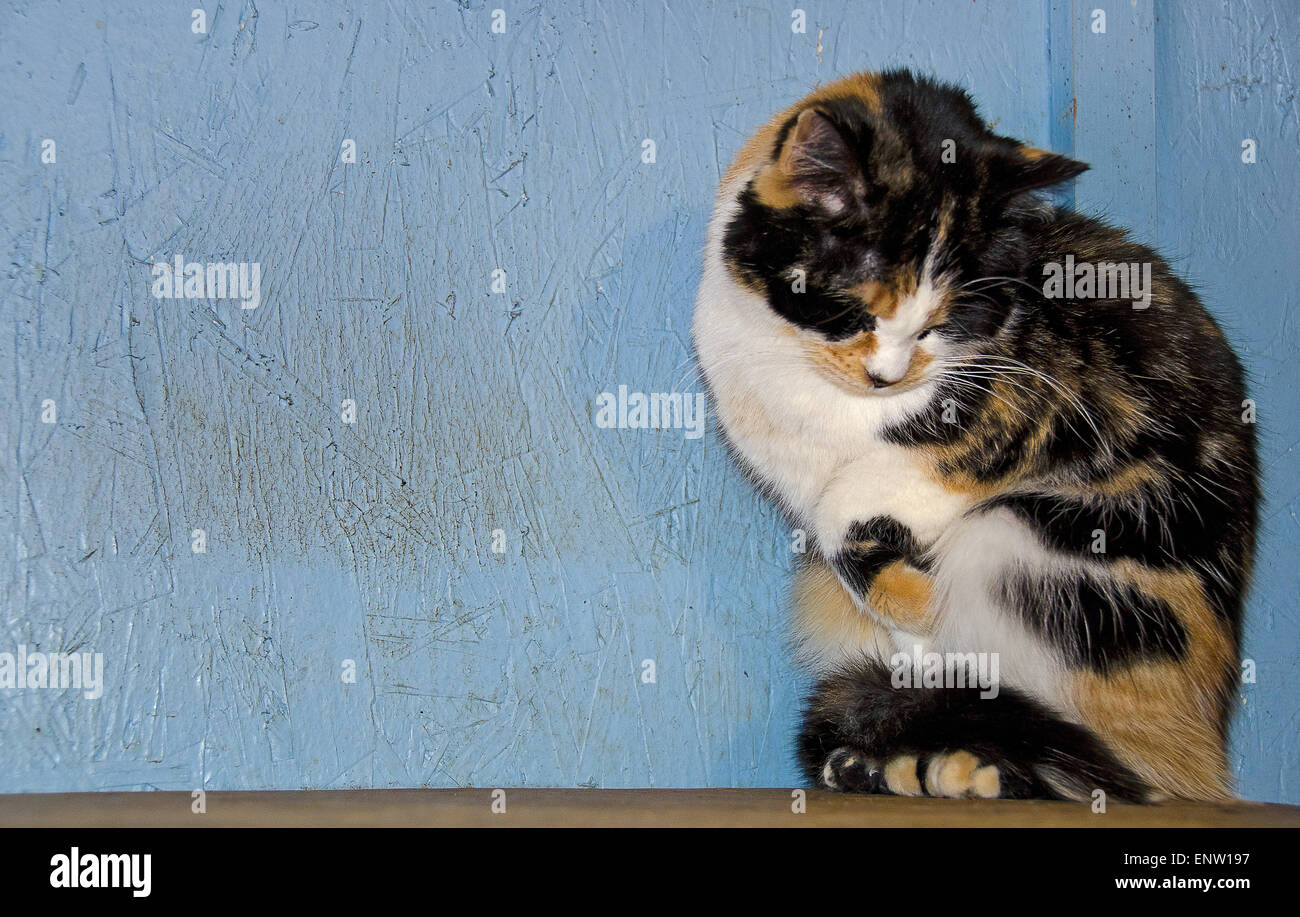 Black calico cat hi-res stock photography and images - Alamy
