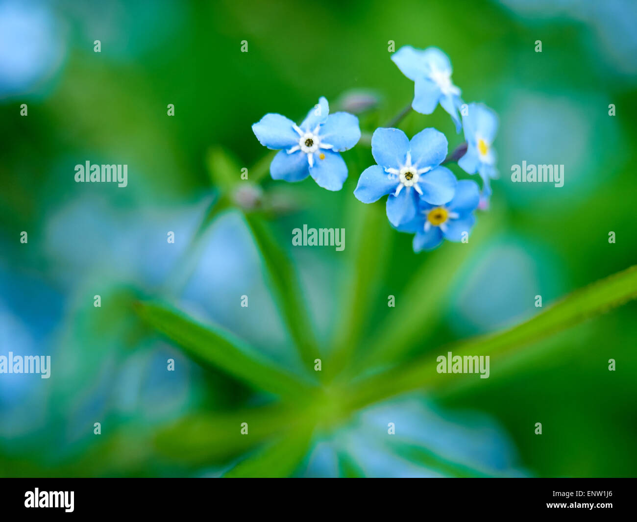 Spring Forget-Me-Nots growing in an English wood Stock Photo - Alamy