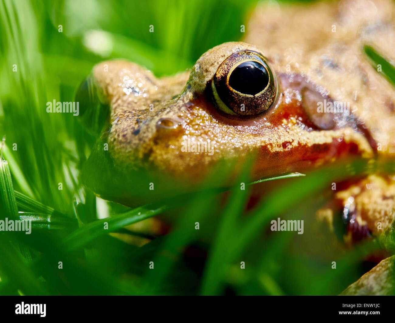 Frog hidden in the grass hi-res stock photography and images - Alamy