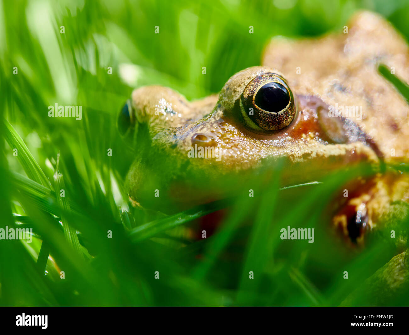 Green frog close up skin hi-res stock photography and images - Alamy