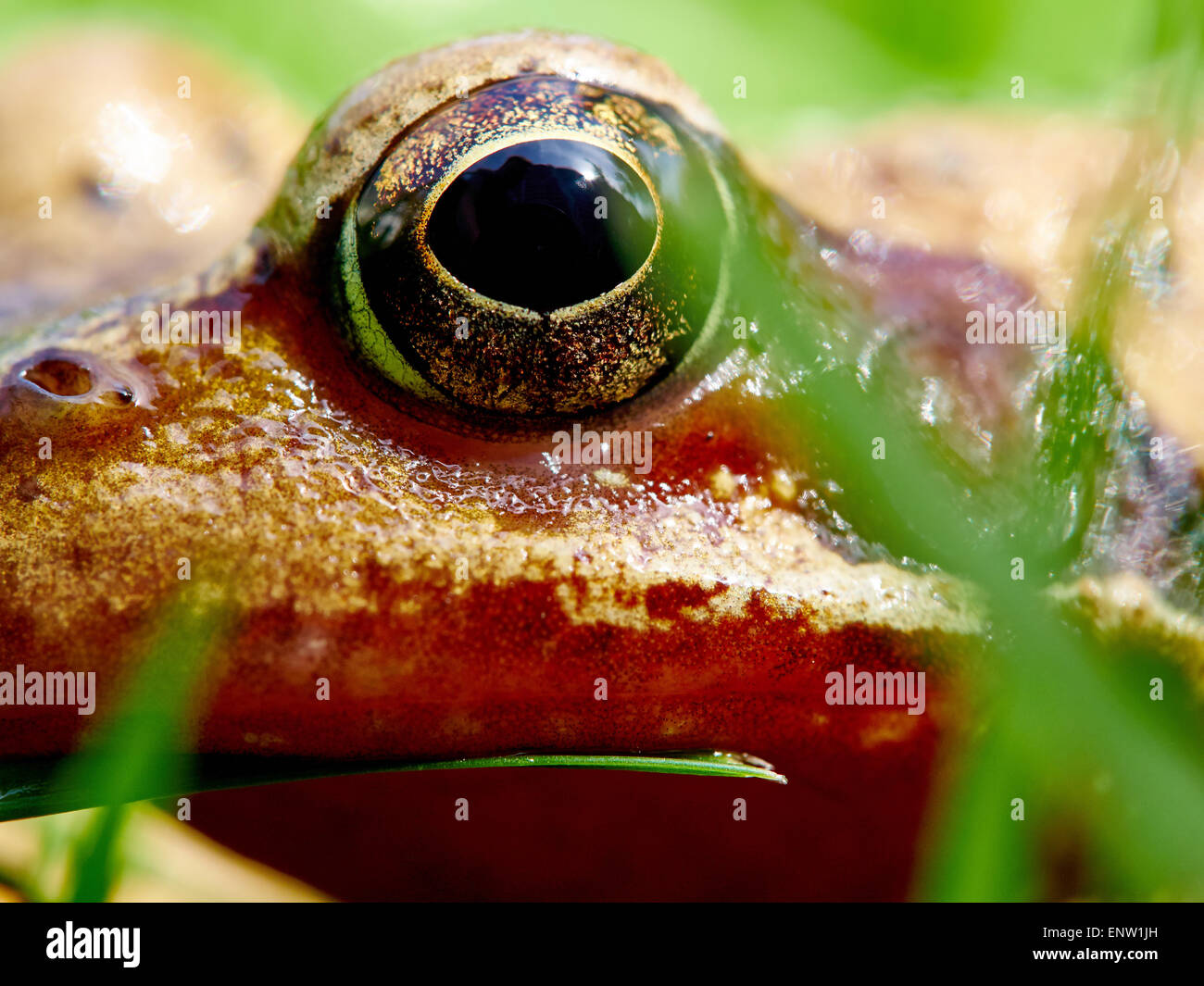 Frog peering through blades of grass on a garden lawn in Spring Stock ...