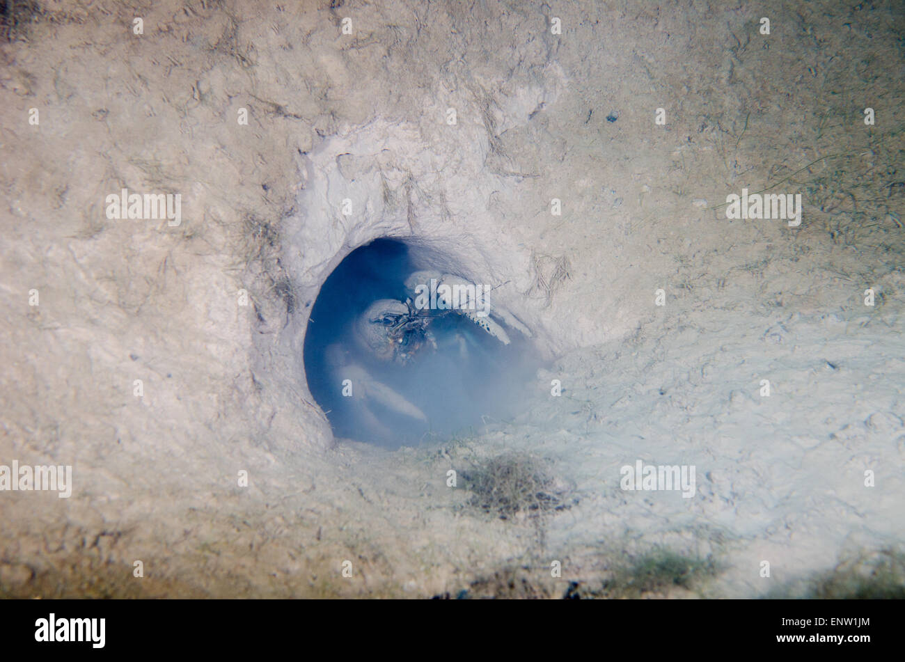 Burrowing crayfish hi-res stock photography and images - Alamy