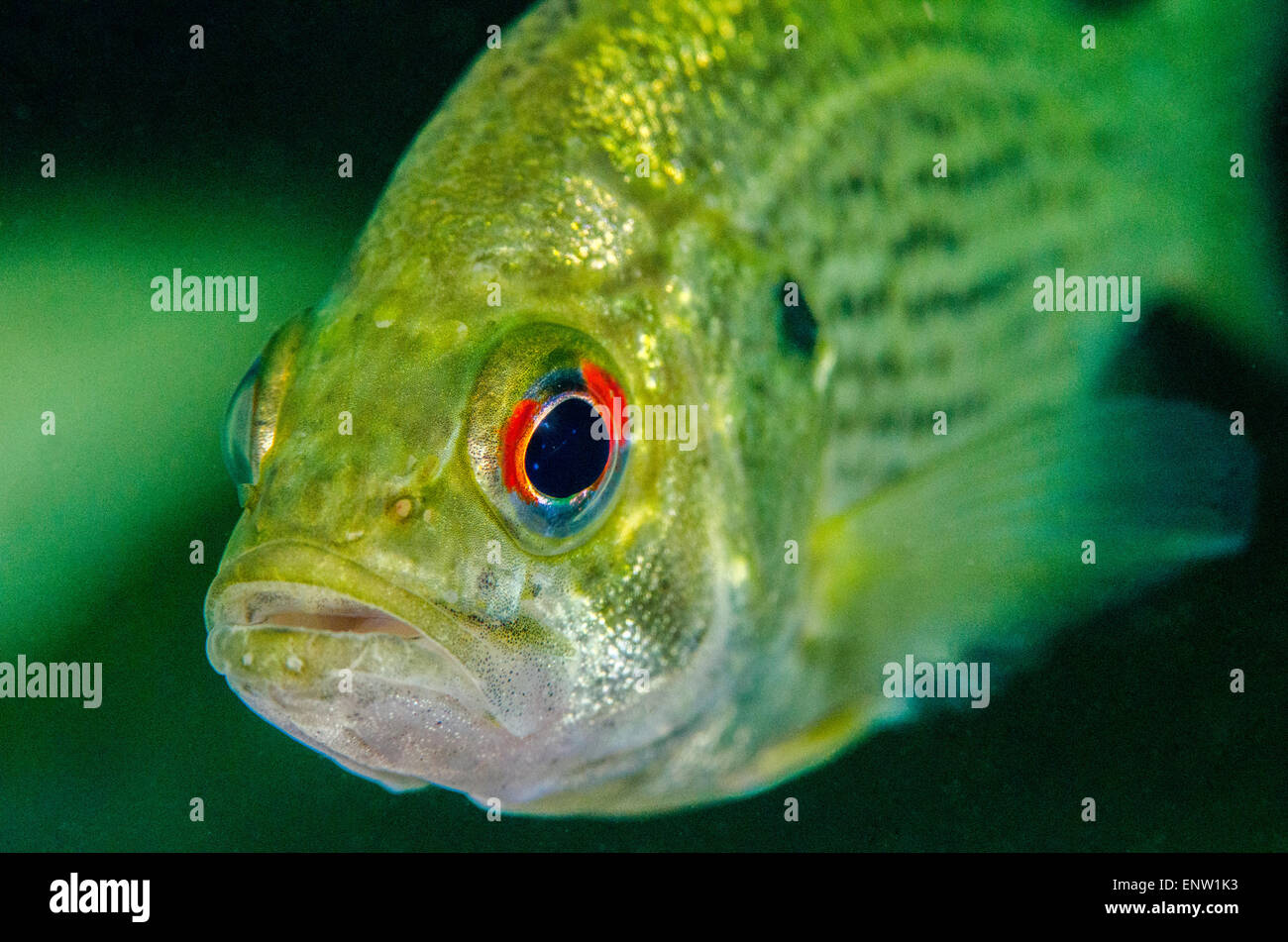 Fish rock bass freshwater hi-res stock photography and images - Alamy