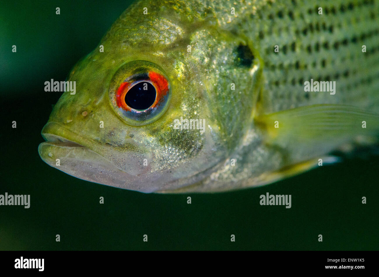 Close up of a rock bass freshwater fish Stock Photo - Alamy