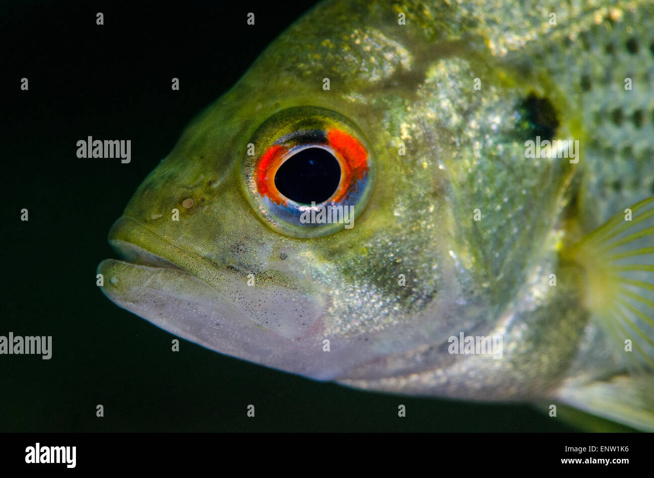 Fish rock bass freshwater hi-res stock photography and images - Alamy