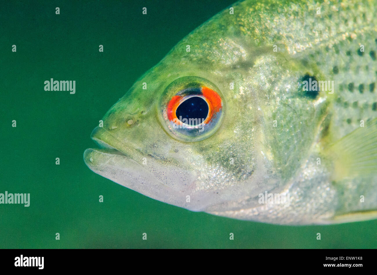 Close up of a rock bass freshwater fish Stock Photo - Alamy
