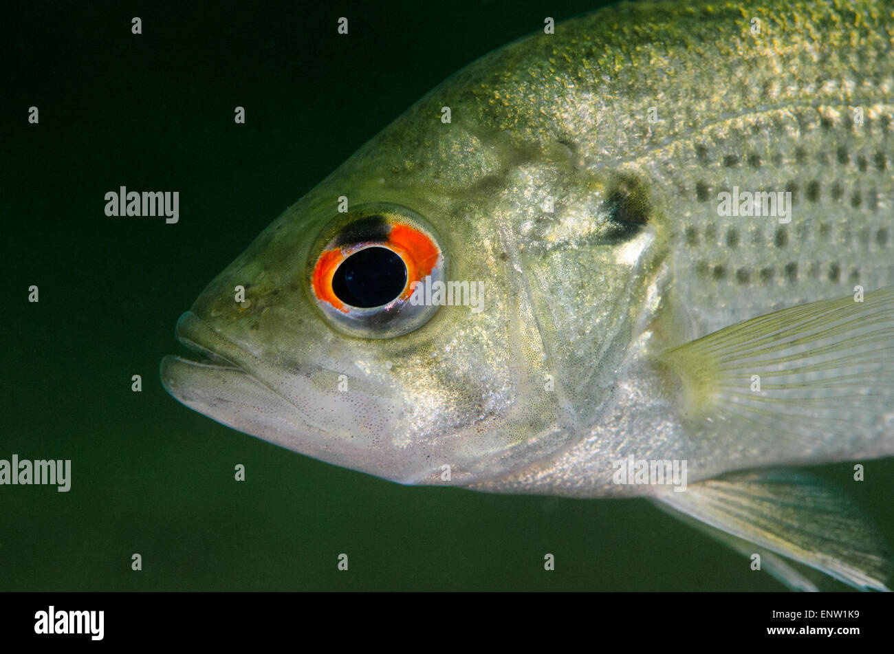 Close up of a rock bass freshwater fish Stock Photo - Alamy
