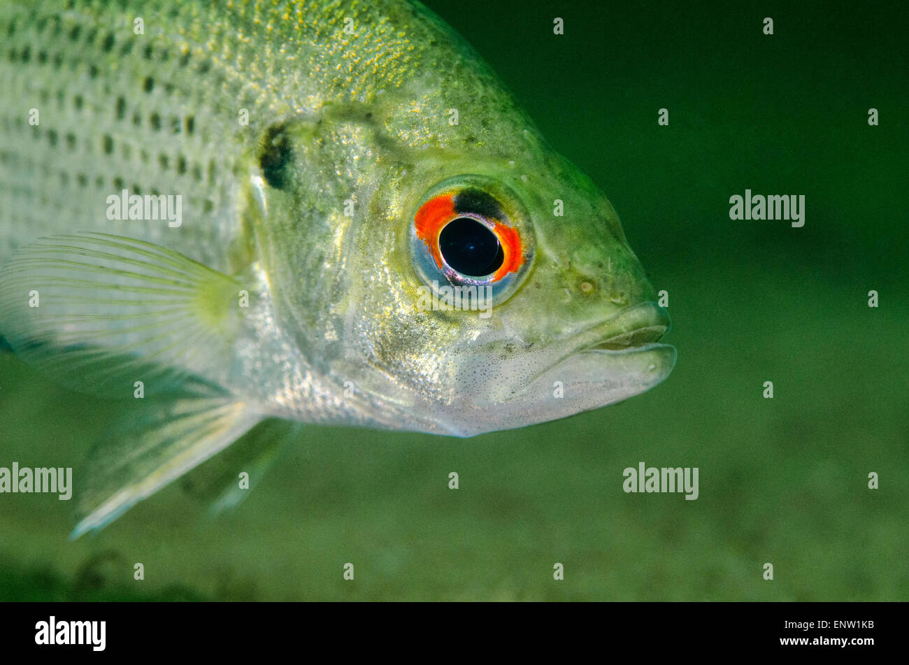 Fish rock bass freshwater hi-res stock photography and images - Alamy