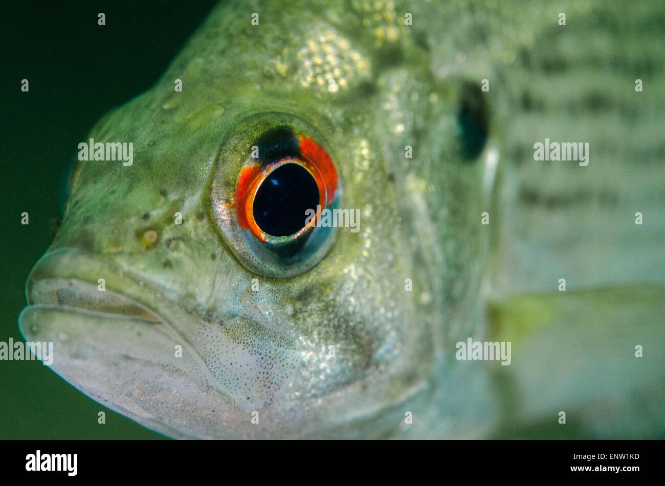 Fish rock bass freshwater hi-res stock photography and images - Alamy
