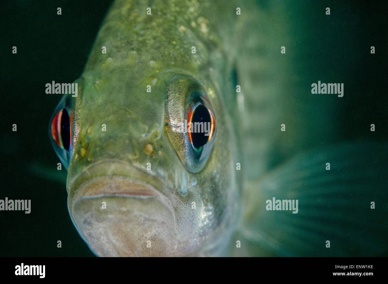 Close up of a rock bass freshwater fish Stock Photo - Alamy