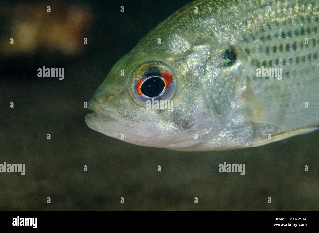 Fish rock bass freshwater hi-res stock photography and images - Alamy