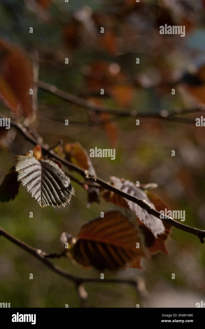 Brown leafs hi-res stock photography and images - Alamy