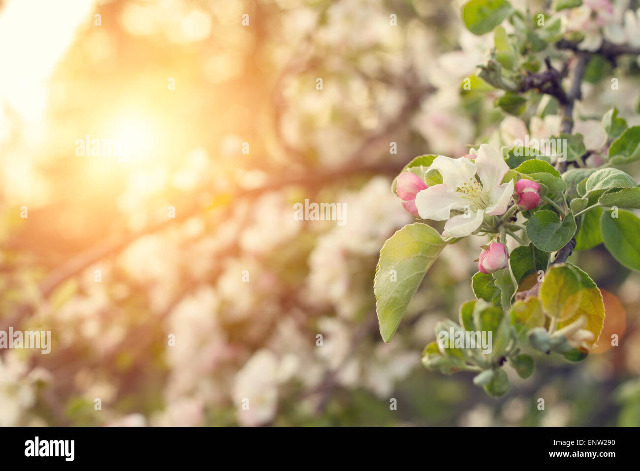 Beauty spring nature background. Blooming apple tree in sunset beams ...