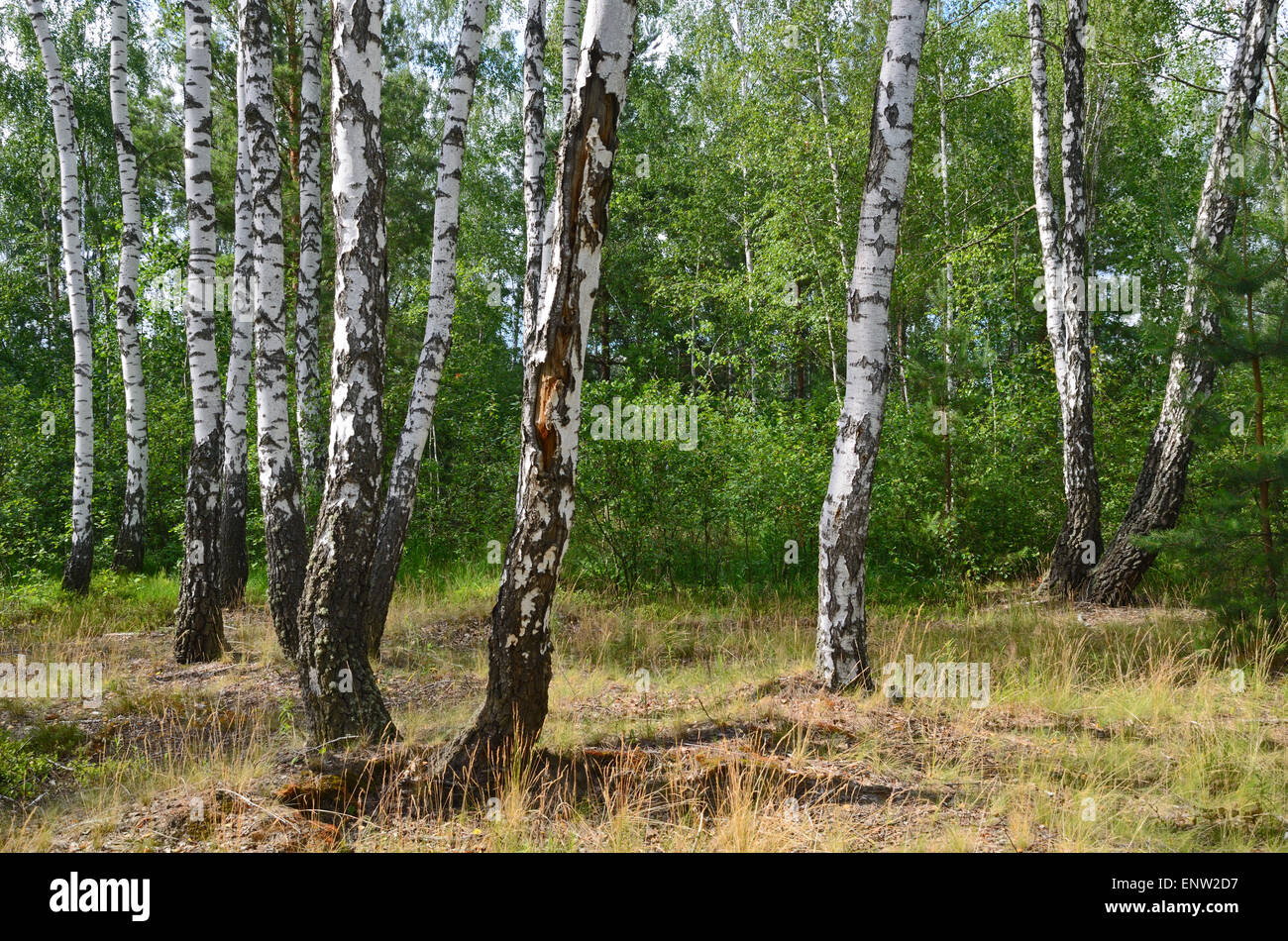 Birch grove with green foliage and grass and warm backlight Stock Photo ...