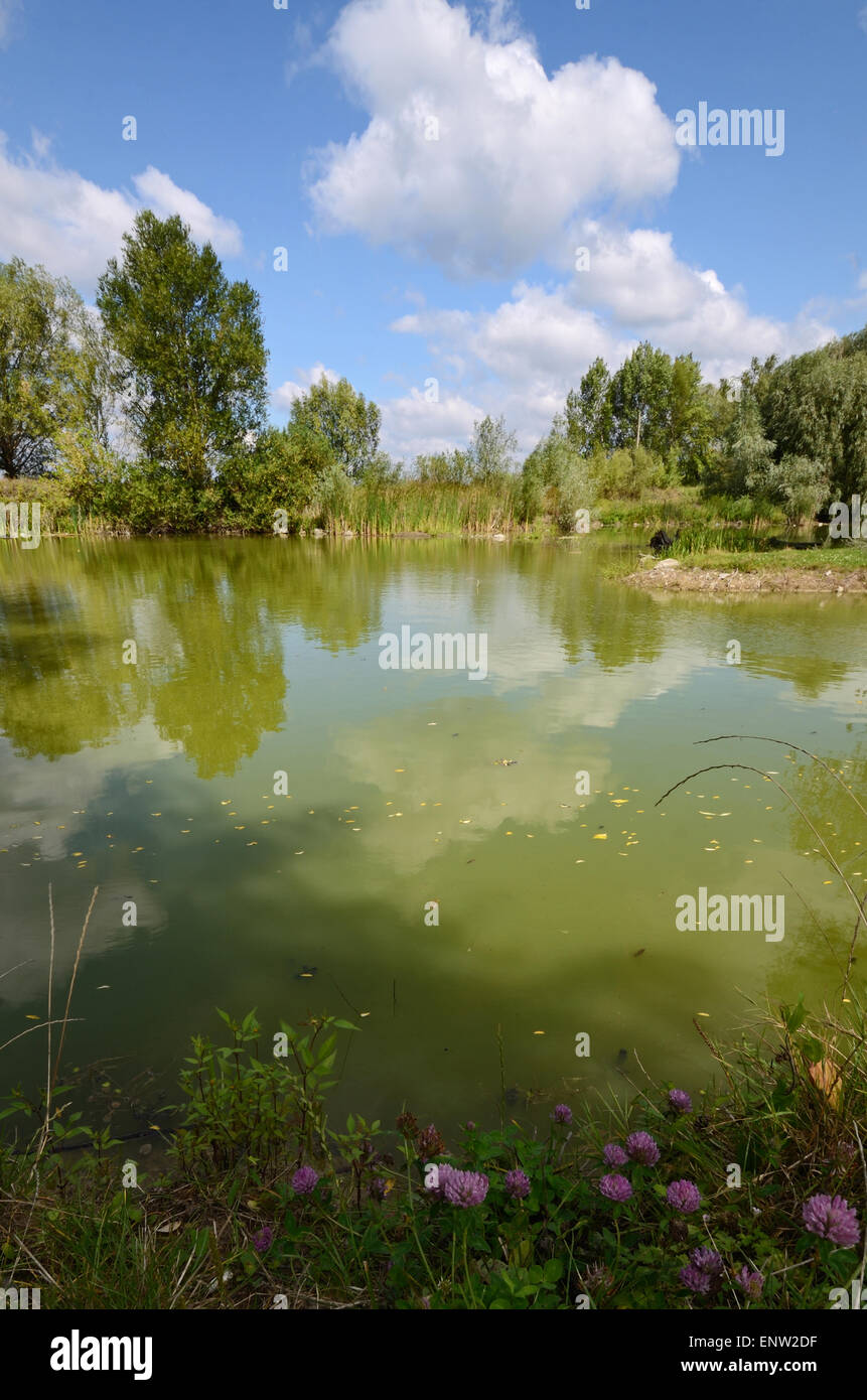 Calm pond with green water and trees and purple flowers on the bank ...