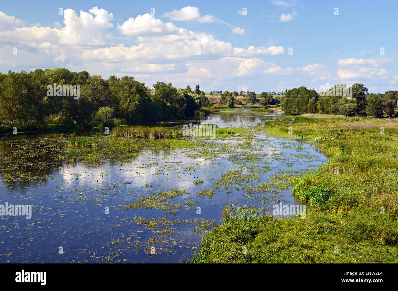 Rural landscape with river and water lilies and lots of shore grass ...