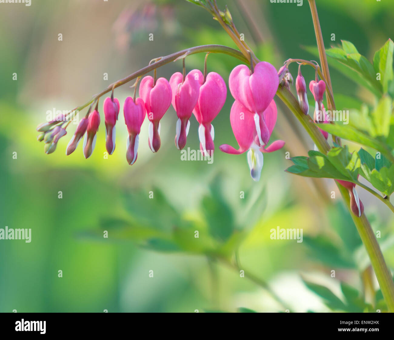 Green leaves bleeding heart hi-res stock photography and images - Alamy