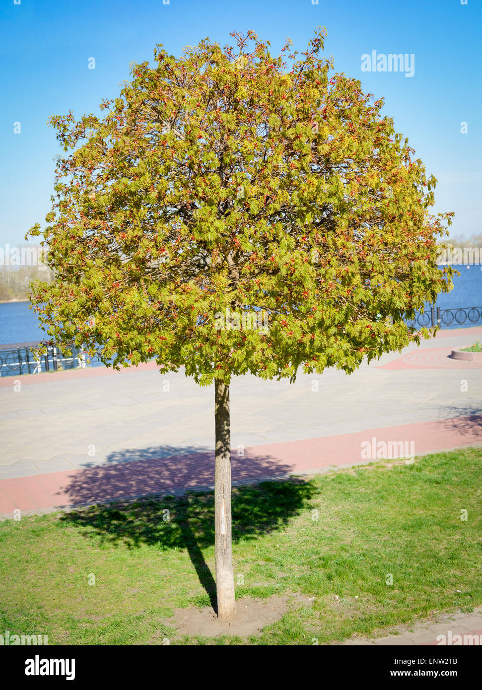 A young Maple tree under the spring sun close to the river Stock Photo ...