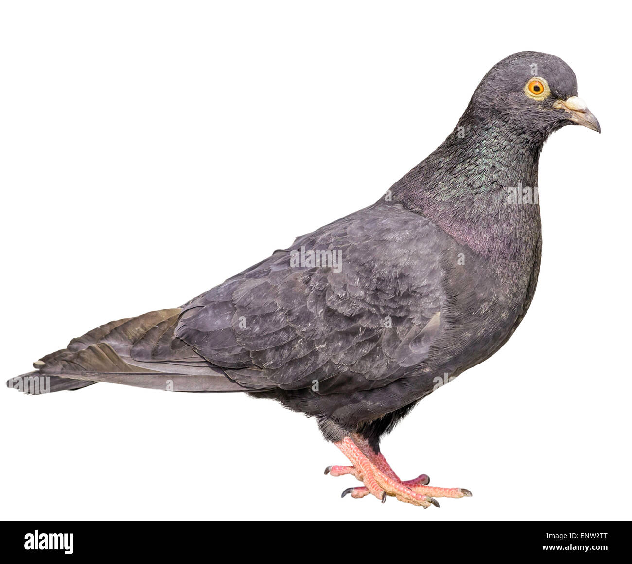 Common wild pigeon on Cut Out Stock Images & Pictures - Alamy