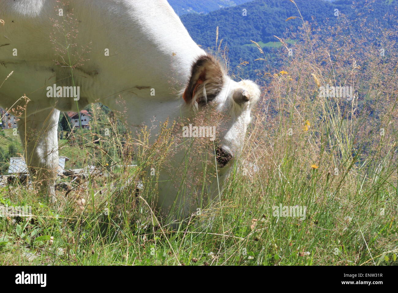 A white cow from the Italian Alps. Paesana. Italy Stock Photo - Alamy