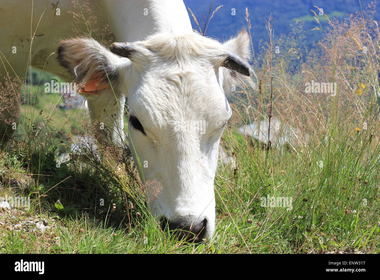A white cow from the Italian Alps. Paesana. Italy Stock Photo - Alamy