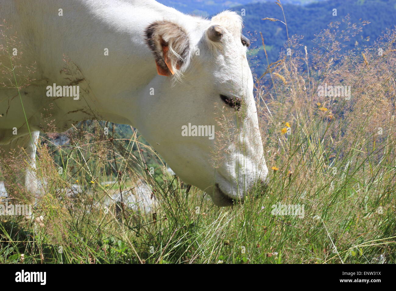 White cow hi-res stock photography and images - Alamy